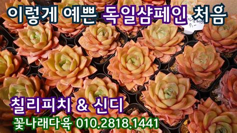 이렇게 예쁜 독일샴페인 처음봤어요 색감이 홍시색 꽃나래 토요신상데이 1부 꽃나래다육 01028181441 유료광고포함 Youtube