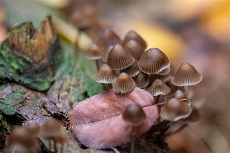 버섯 숲 자연 Pixabay의 무료 사진