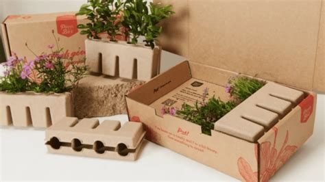 How To Pack And Ship Plants Safely The Ultimate Guide Packoi
