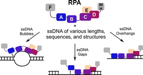 Replication Protein A Utilizes Differential Engagement Of Its Dna Binding Domains To Bind
