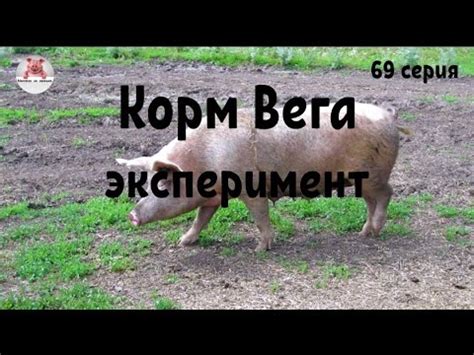 Миллион на свиньях.Корм Вега эксперимент. - YouTube
