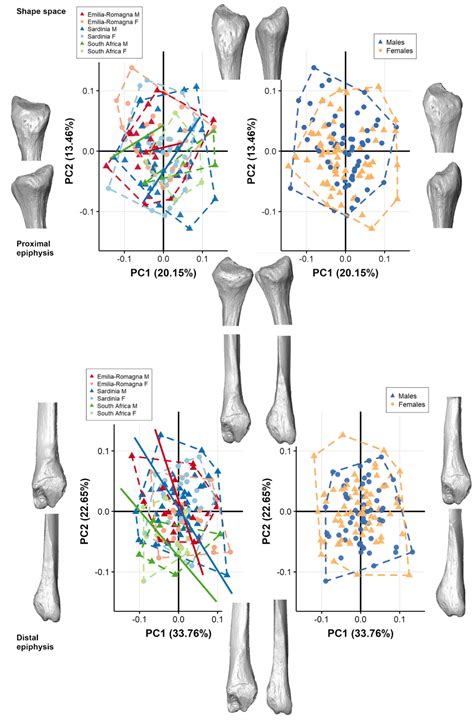 Sexual Dimorphism In The Fibular Extremities Of Italians And South