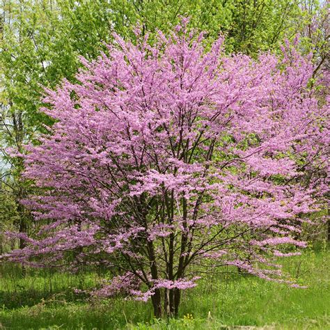 Eastern Redbud Tree Uses At Jerry Birch Blog