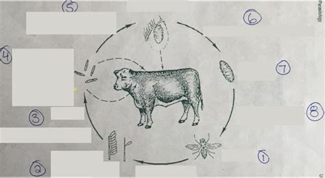 Cattle Warble Diagram Quizlet
