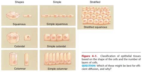 Epithelial Tissue