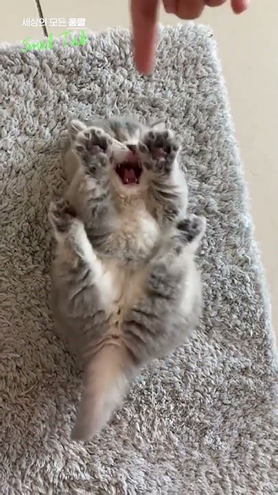 제일 귀여운 고양이는 움짤 Youtube