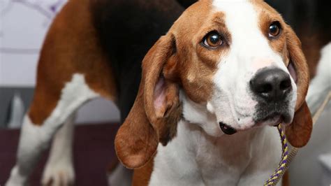 Treeing Walker Coonhound Pets Australia