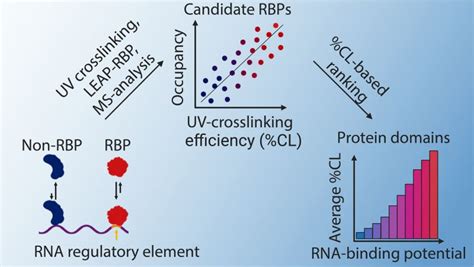 Rna Protein Uv Crosslinking Efficiencies Span Five Orders Of Magnitude And Provide A Useful