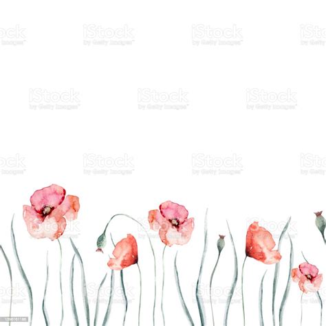 양귀비 옥수수 꽃 카모마일 호밀 및 밀 스파이클릿 배경이있는 수채화 야생화 원활한 경계 Central London에 대한 스톡 벡터 아트 및 기타 이미지 Central