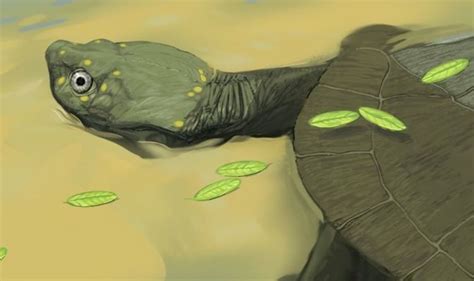 Archaeology News 100 Million Year Old Ancient Turtle Fossil Discovered