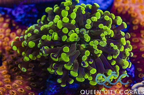 Neon Green Splatter Hammer Wysiwyg Queen City Corals