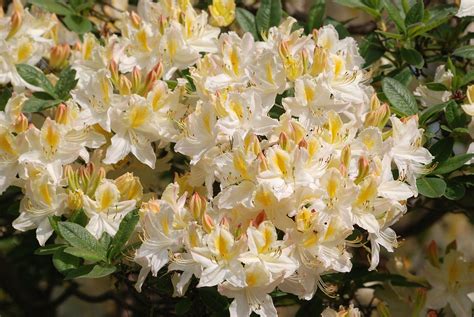 Azalea Flowering Shrubs Free Photo On Pixabay Pixabay