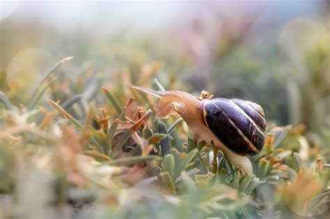 Snail Shell Mollusk Free Photo On Pixabay Pixabay