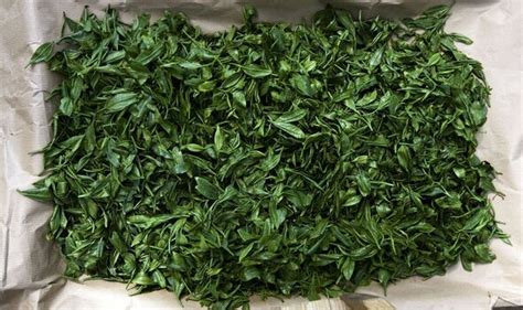 Live Longer Polyphenols In Green Tea May Activate Longevity Gene Seen