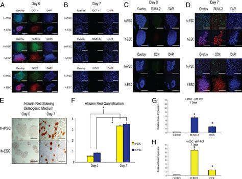 Osteogenic Differentiation Medium Stimulates In Vitro Osteogenic Download Scientific Diagram