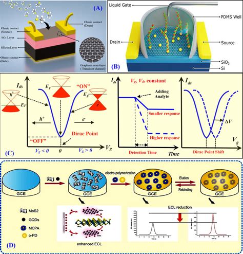 A Schematic Structures Of A Back Gated And B Top Gated Graphene Download Scientific