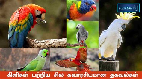 Interesting Facts About Parrots கிளிகள் பற்றிய சில சுவாரசியமான தகவல்கள் Platform Tamil