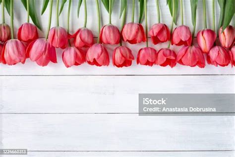 흰색 나무 배경에 빨간 튤립의 테두리입니다 맨 위 보기 공간을 복사합니다 튤립에 대한 스톡 사진 및 기타 이미지 튤립 프레임 0명 Istock