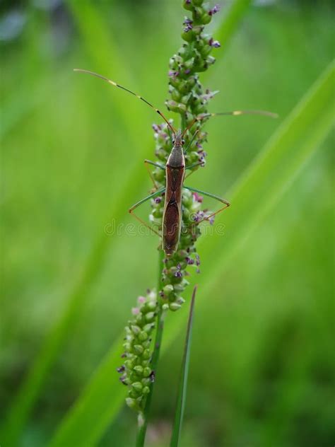 Mating Pair Fly Stock Illustrations 22 Mating Pair Fly Stock