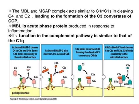 The Complement System Ppt The Complement System Ppt
