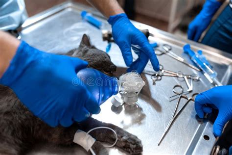 Cat Under General Anesthesia on the Operating Table. Pet Surgery Stock Image - Image of hand ...