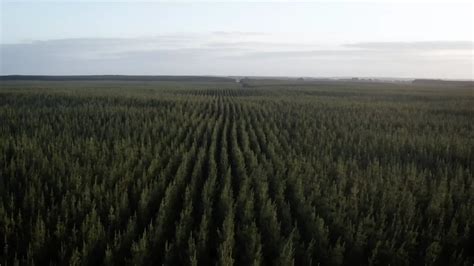 Australian Plantation Forestry Project Weact