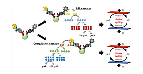 High Sensitivity Amperometric Dual Immunoassay Using Two Cascade