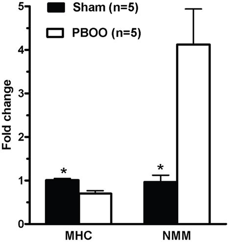 Expression Of Smooth Muscle Myosin Heavy Chain Smmhc And Non Muscle