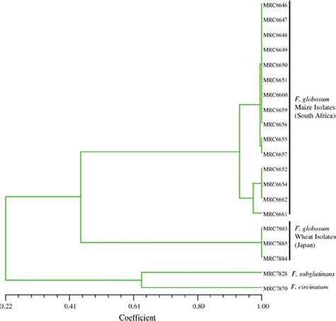 genetic distance analyses of aflp data matrix using the dice
