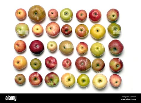 Apple Varieties Images At Robert Thaler Blog