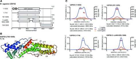 A Dimer Tetramer Equilibrium In Full Length Usp25 A Schematic