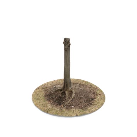 Stump PNG Images PSDs For Download PixelSquid