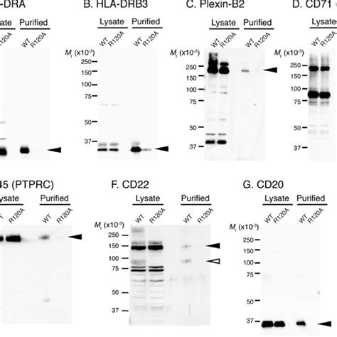 Proximity Labeling Of Siglec Ligands Using The Tyramide Radicalization Download Scientific
