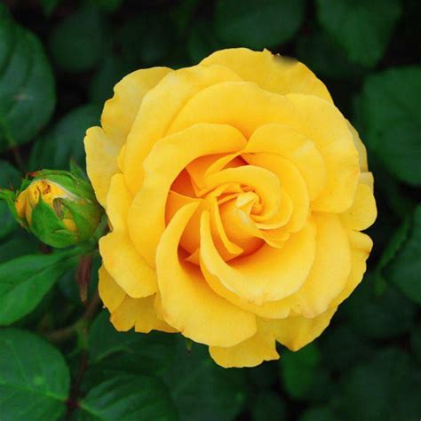 დილა მშვიდობისა 🌹 ️ ვარდი ვარდის სახლი House Of Rose