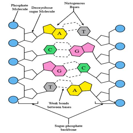 Labeled Rna Model