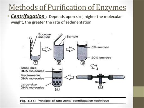 Methods Of Enzyme Isolation And Purification Pptx