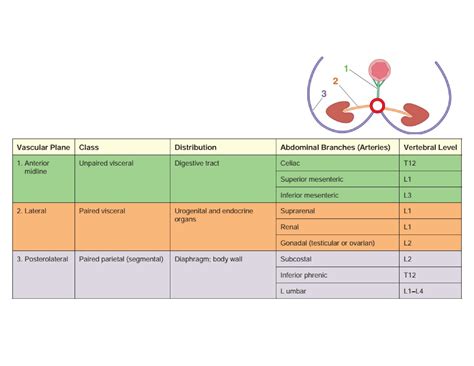 Solution Abdominal Aorta And Its Branches Studypool