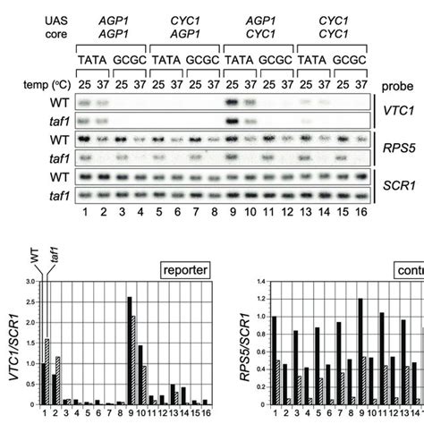 Schematic Representation Of The DNA Sequence Arrangement Of The HSV Genome Download