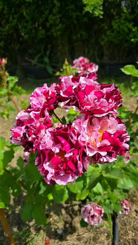 იელის ნიუ იმეჯინი Facebook