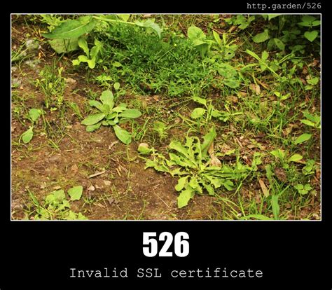 526 Invalid Ssl Certificate Status Code And Gardens