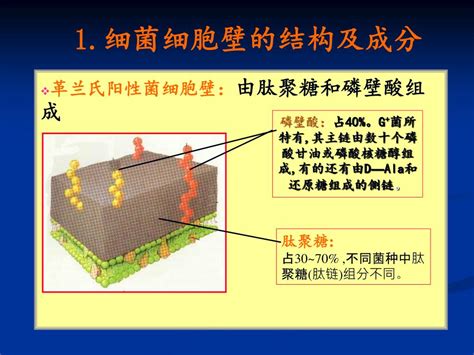 Ppt 第一章细菌的形态与结构 Powerpoint Presentation Free Download Id 4814752