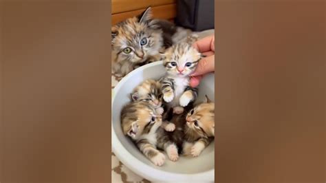 بامزه ترین صدای میوی بچه گربه؟ Youtube