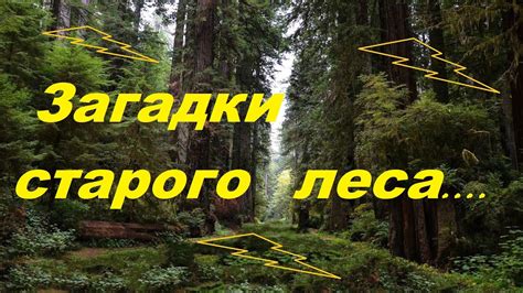 Загадки старого леса !!! - YouTube