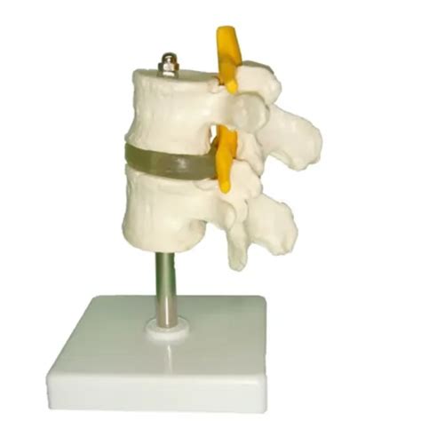Factory Price Wholesale Two Segment Lumbar Spine Simulation Human