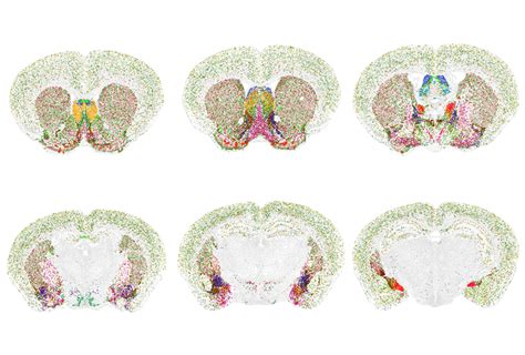 Landmark Atlases Flag 5000 Cell Types Across Mouse Brain Trendradars