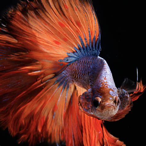 About Dc I O Conferences — Design Computation