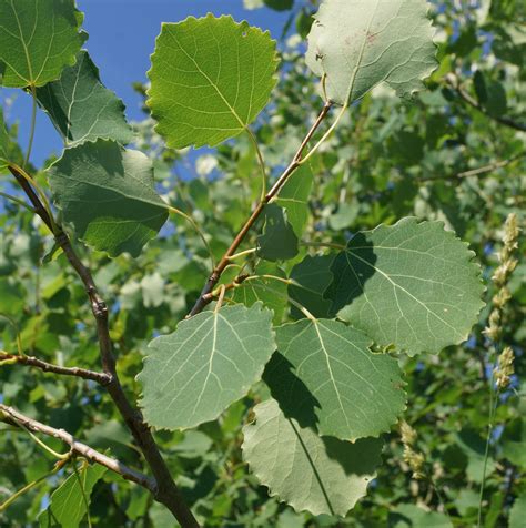 Populus Tremula Изображение особи Плантариум