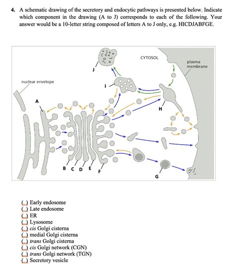 GET ANSWER A Schematic Drawing Of The Secretory And Endocytic Pathways Is Presented Below