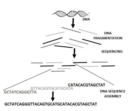 The Stages Of The Reduced Representation Sequencing Analysis Download Scientific Diagram