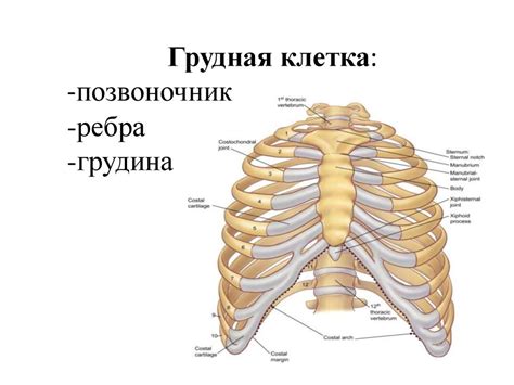 Топографическая анатомия груди - online presentation